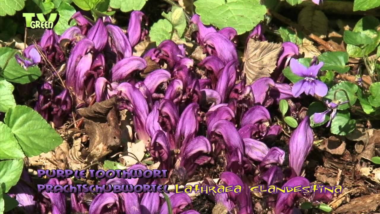 Purple Toothwort - Prachtschubwortel - Lathraea clandestina - YouTube
