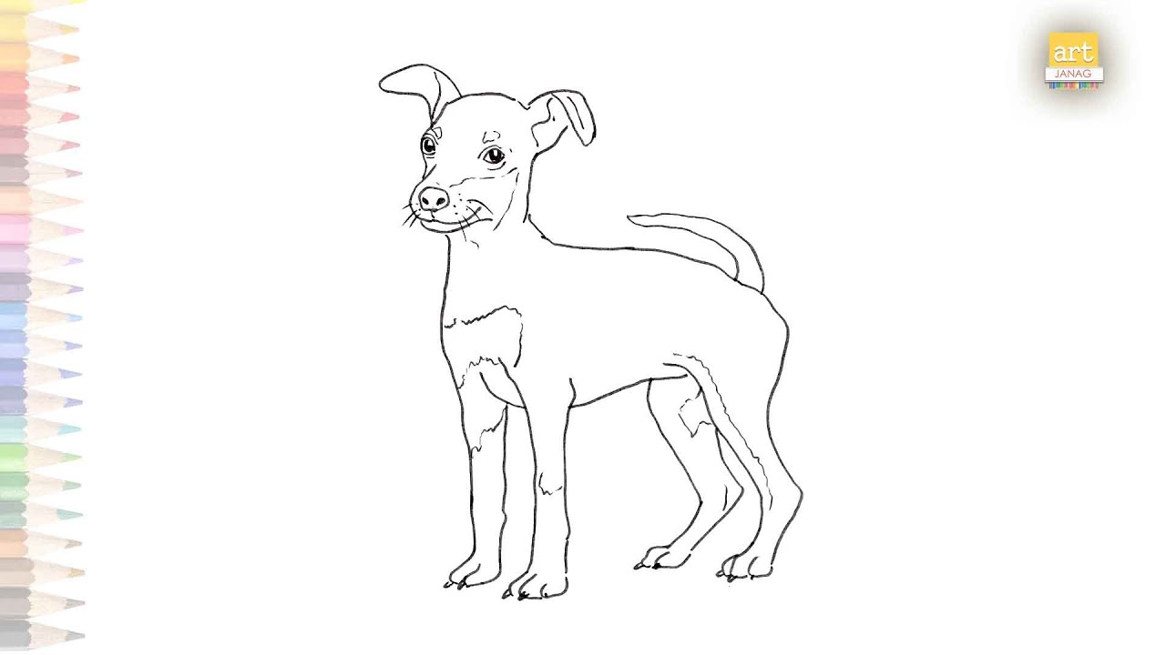 Miniature Pinscher puppy drawing | How to draw Miniature Pinscher step ...