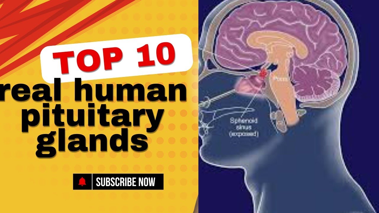 Real human pituitary glands waht are galnds type of gland . Exocrine ...