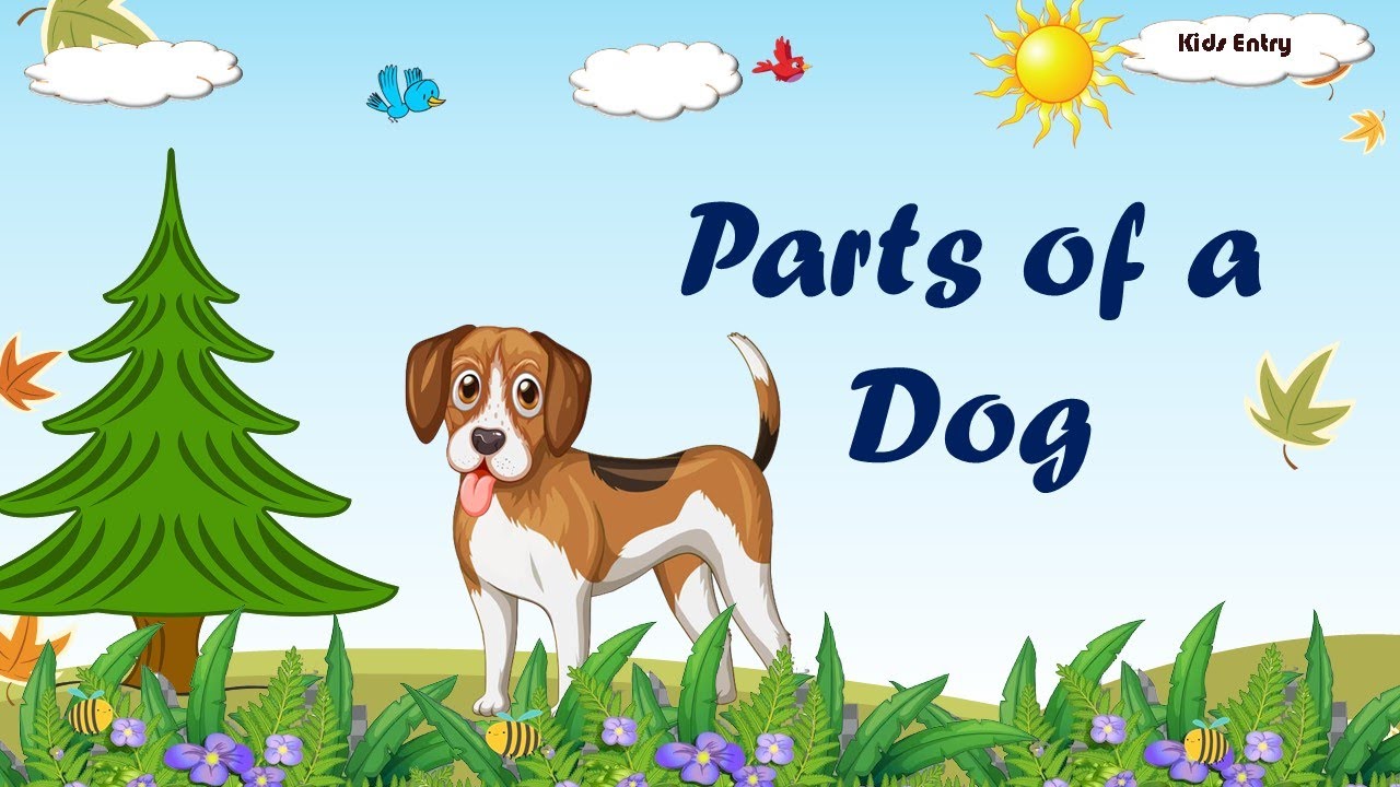 Parts of a Dog | Dog Body parts | Body parts of a dog | Parts of a Dog ...