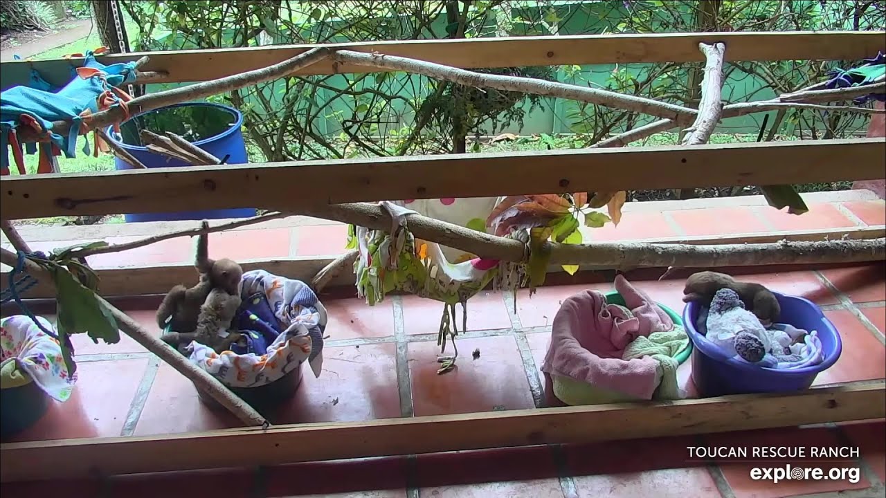 Baby sloth Fiesta wants Beanie to snuggle with her - 04/08/24 - SlothTV ...