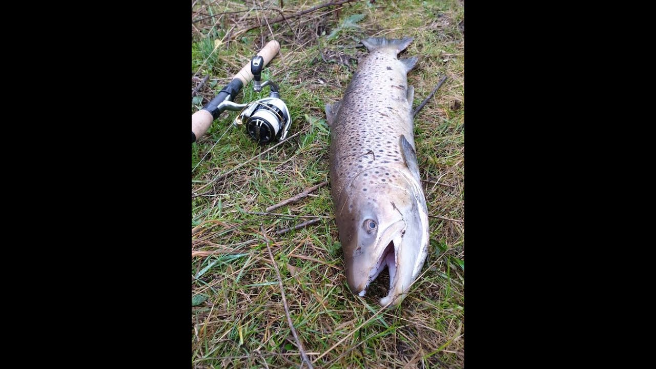 Meriforell 2,14kg - YouTube