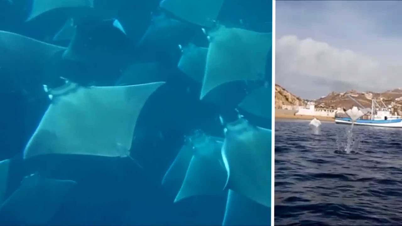 Incredible Swarm Of Jumping Manta Rays - YouTube