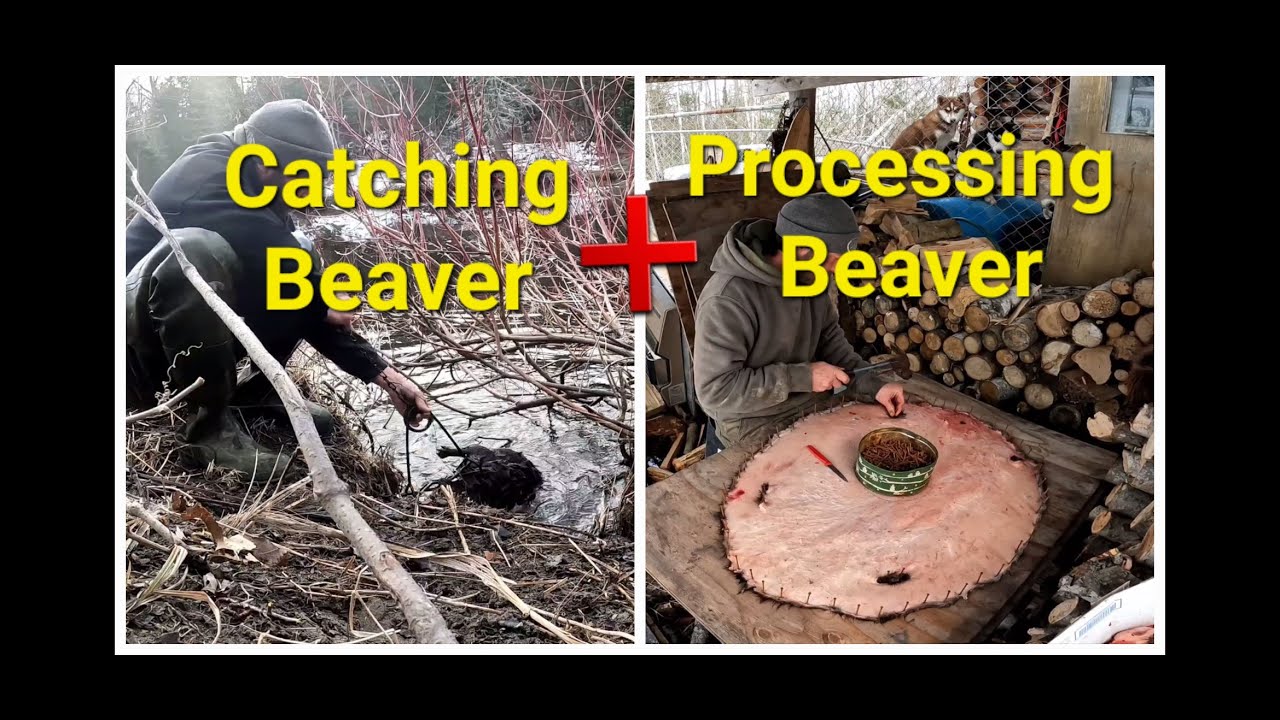 Catching and processing beavers - YouTube