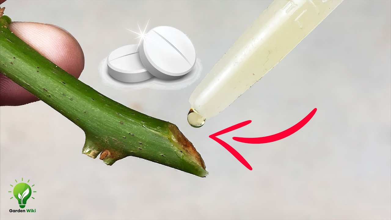 7 POWERFUL FREE HOMEMADE ROOTING HORMONES| Natural Rooting Hormones ...