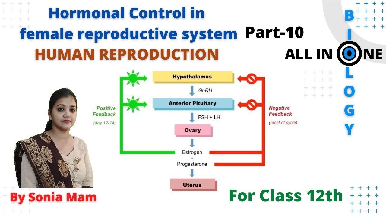 Hormonal control in female reproductive system | Human Reproduction ...