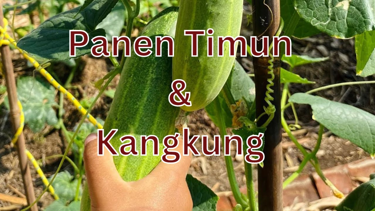 Panen Timun dan Kangkung Langsung dari Kebun - YouTube