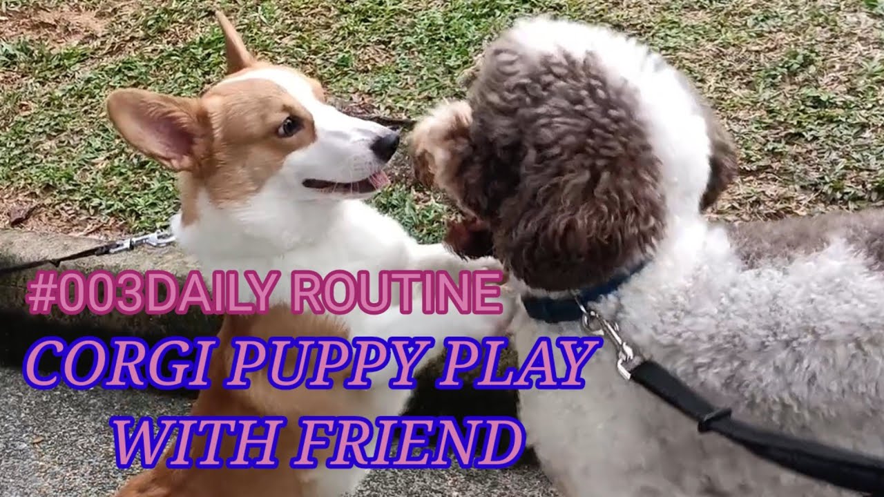 #003DAILY ROUTINE/ CORGI PUPPY PLAY WITH FRIEND#corgidog#corgipuppy#pet ...