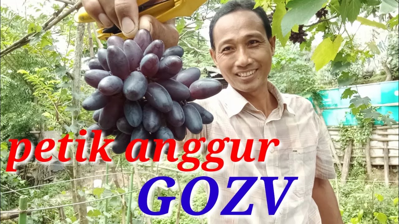 petik buah anggur gozv yang ke 3 - YouTube