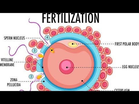 hello bachoo this video help to understand fertilization process in ...