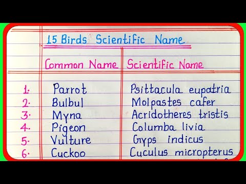 What is the Scientific Name for Birds: Avian Classification