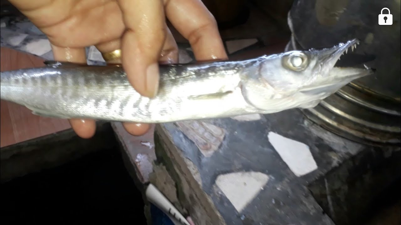 Barracuda Fish HOW TO CLEAN AND COOK - YouTube