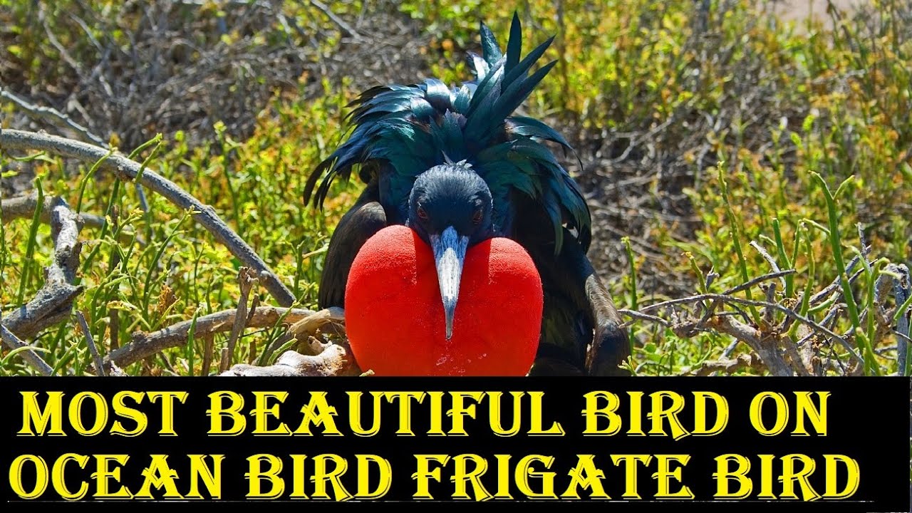 Frigate bird | most beautiful bird on ocean | animal deep life - YouTube