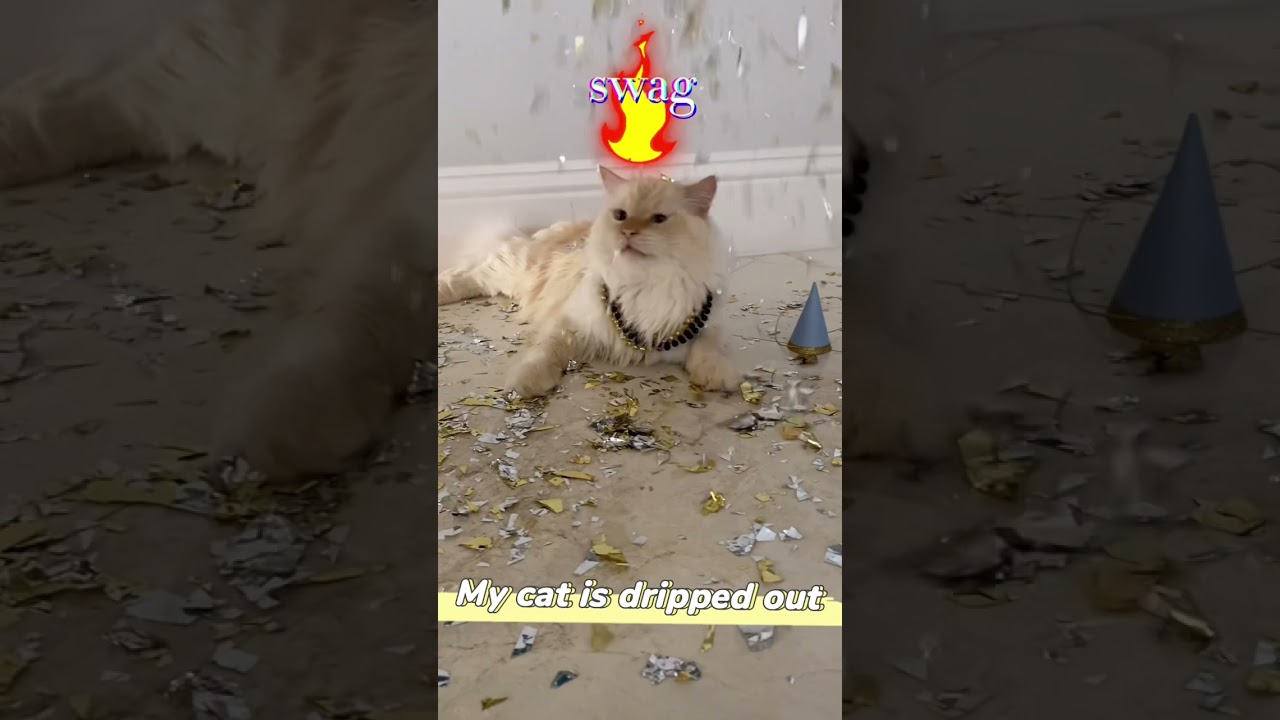 Dripped out cat 💵💸💰 - YouTube