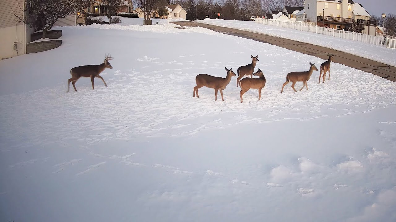 Deer Boss - YouTube