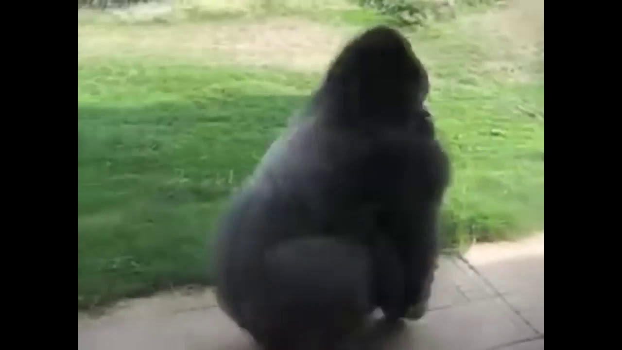 Spinning monke - YouTube