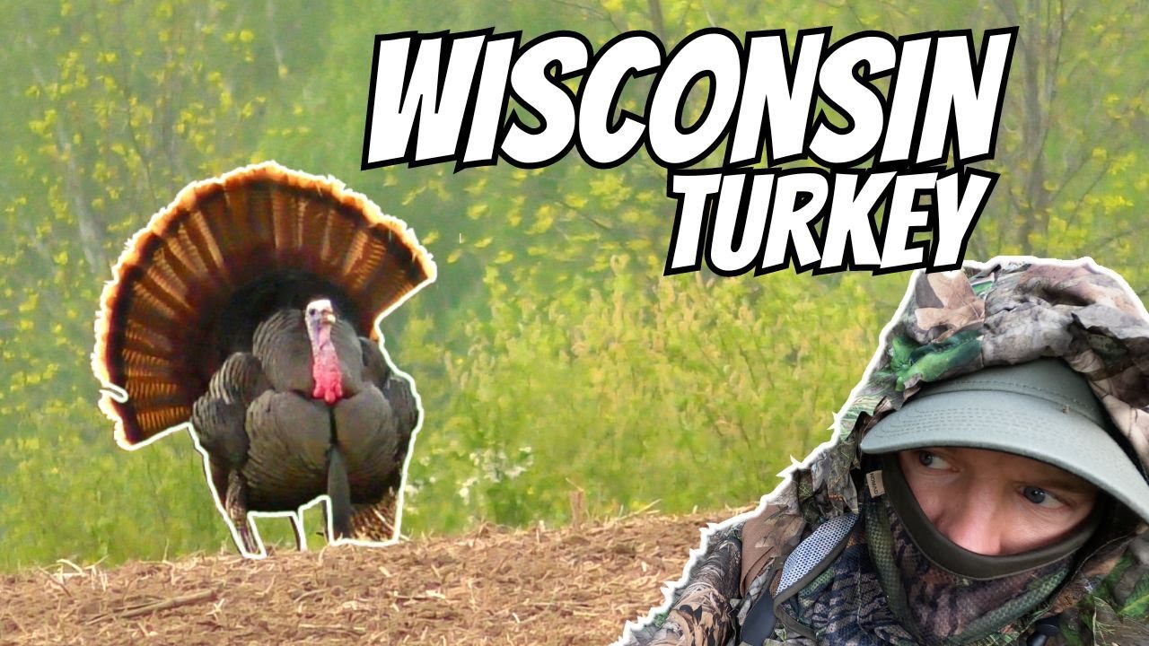 Wisconsin Public Land Turkey - Sleep in for Mid-Season Gobblers - YouTube