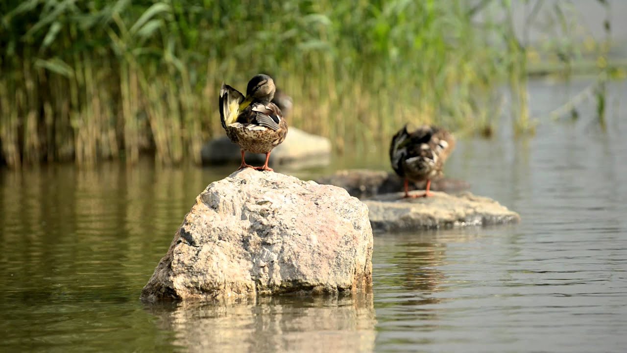 Duck on a rock - YouTube