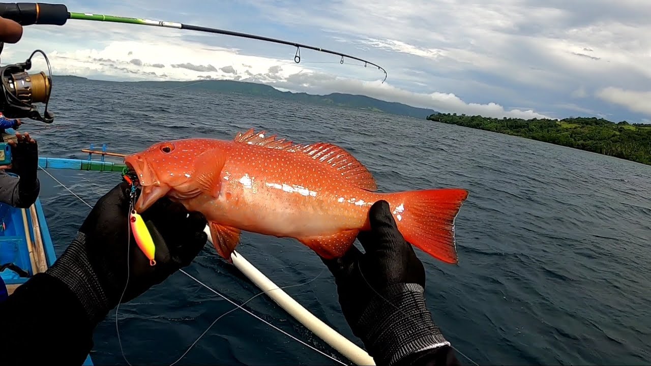 Teknik Berburu Ikan Kerapu Sunu Babon Di Pulau Bangka - YouTube