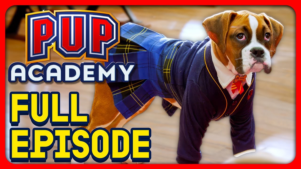 Sparks Strays | Pup Academy Full Episode S1E6 - YouTube