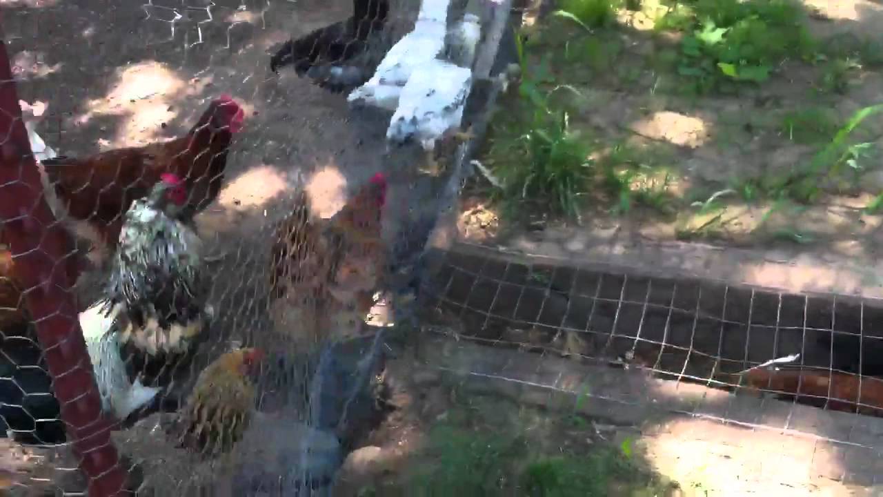 Chicken Moat - YouTube