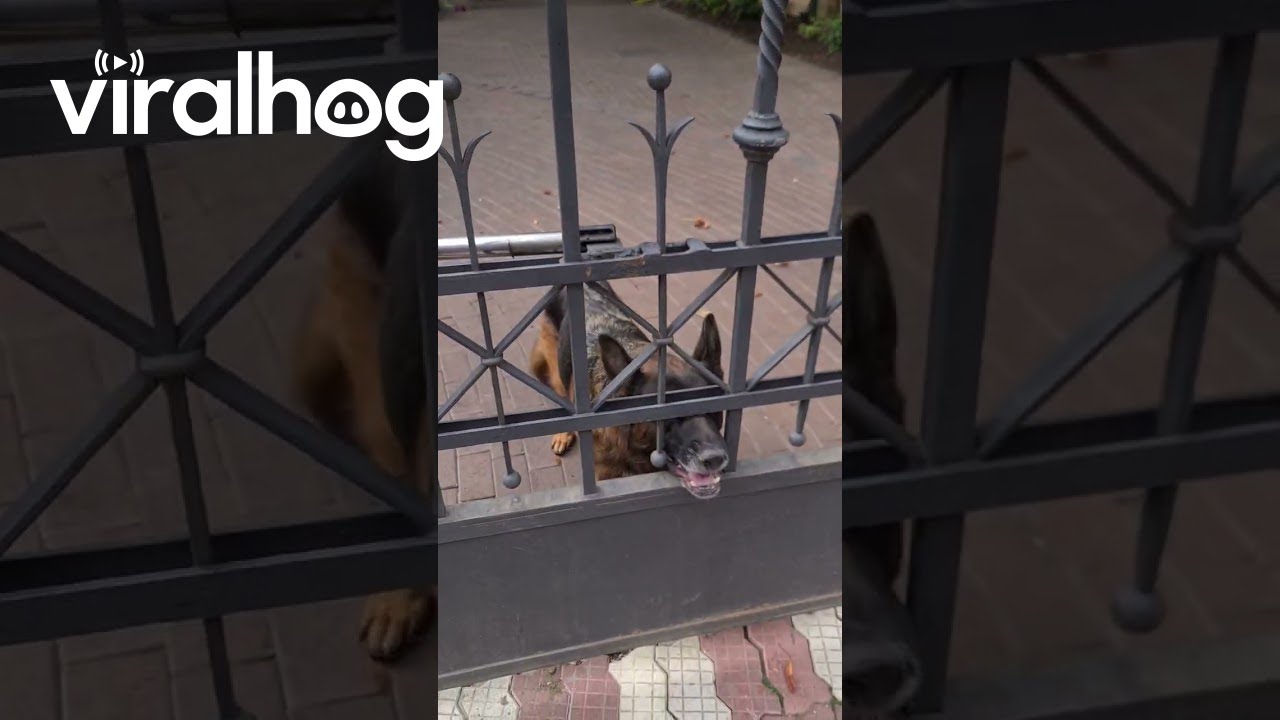 Dog Behind Gate Plays Fetch With a Rock || ViralHog - YouTube