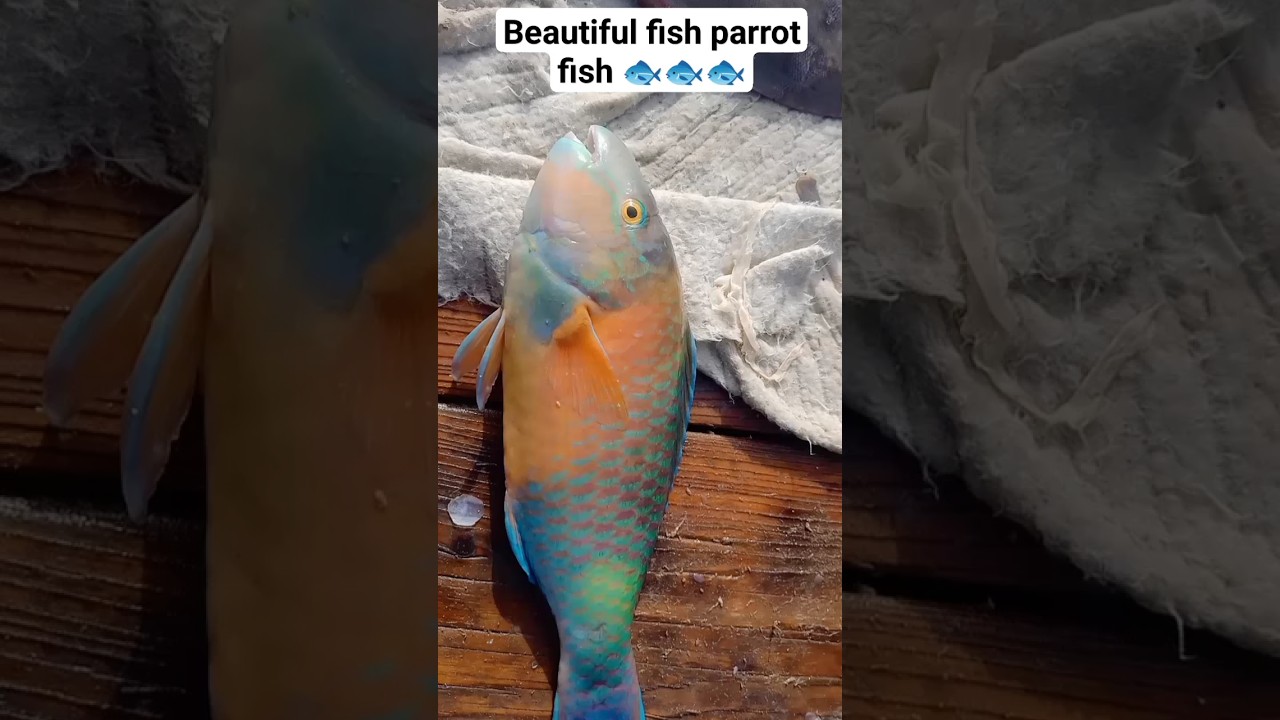 Beautiful parrot fish|tota fish |pupet fiah 🐟🐟🐟#shorts - YouTube