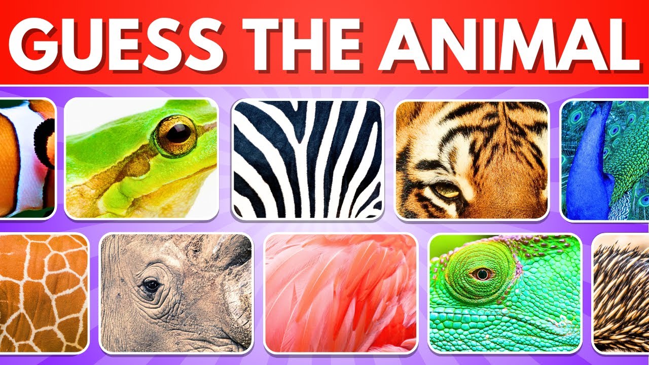 Guess the Animal From Its Zoomed Image | Close up Picture Quiz - YouTube