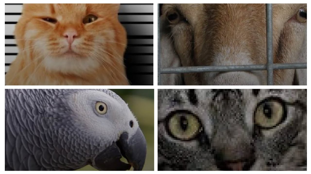 10 Animals Arrested for Weird Crimes - YouTube