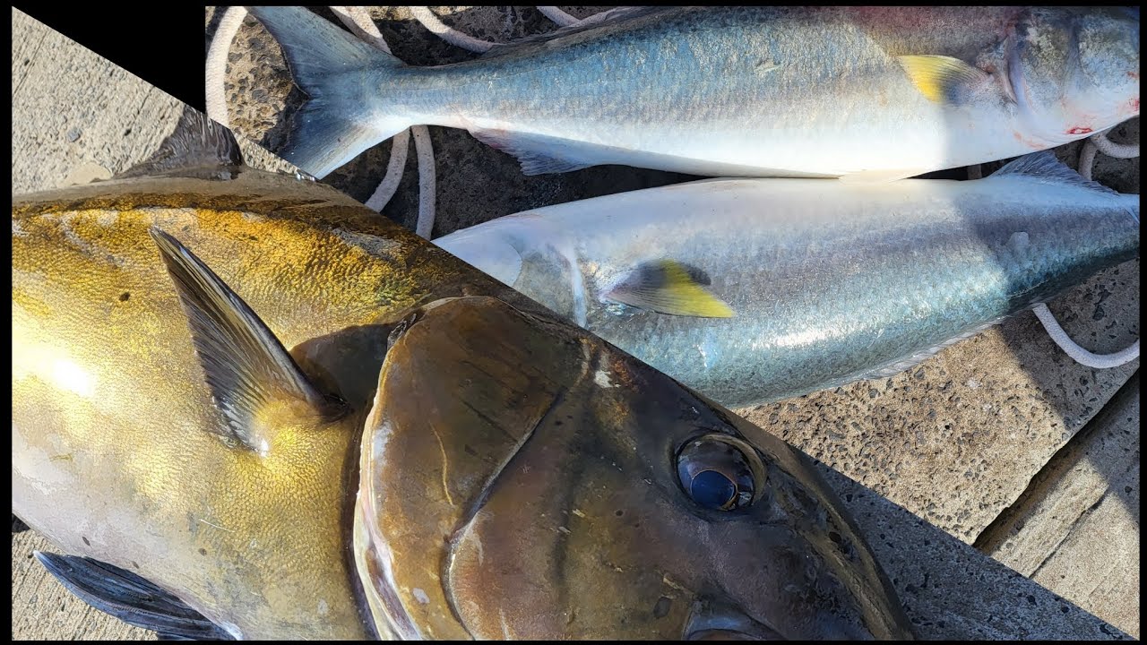 MONSTER samson fish, West Australian salmon & Stingray all on handline ...