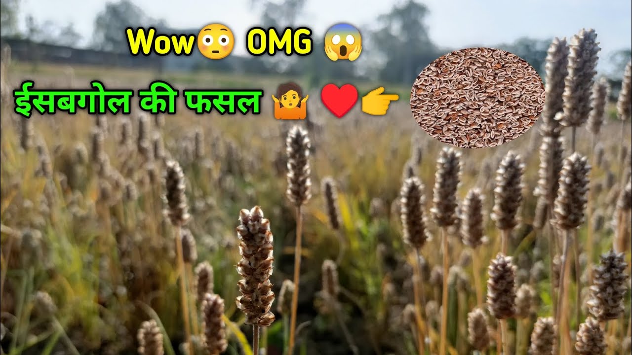 ईसबगोल की फसल देखिए 🤷💸😱#farming #isabgol #youtube #yt #vlogger # ...