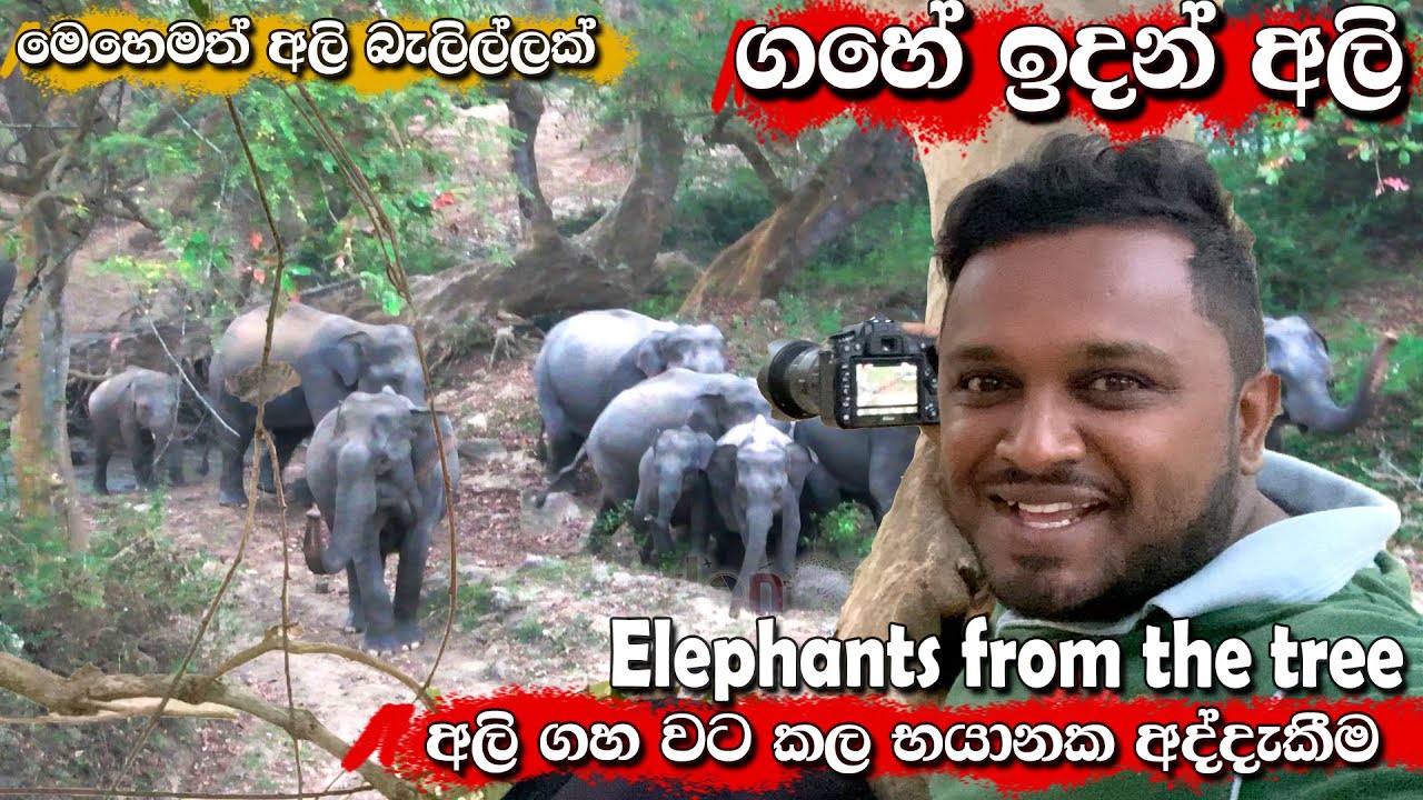 ඒක පාරක්වත් මෙහෙම අලි බලලා නැත්තම් ආය බලන්න ඒපා 🍃🍀 How to see elephants ...