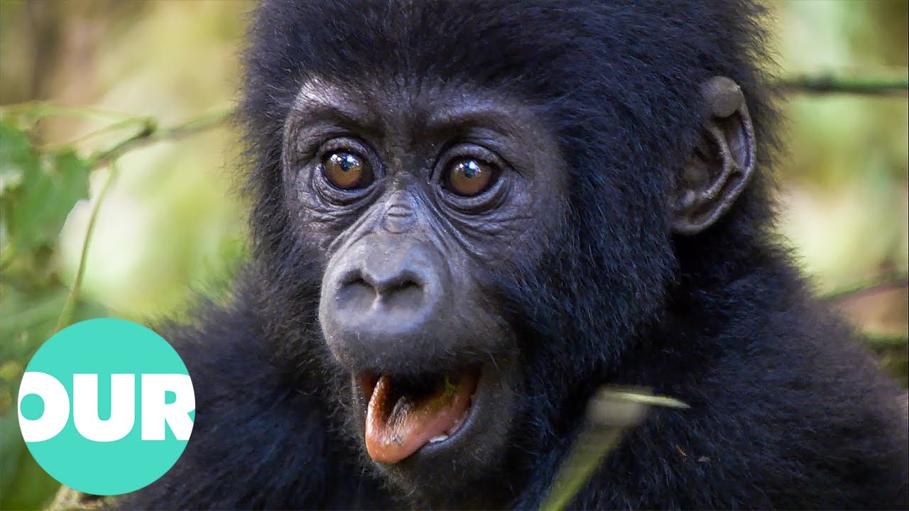 Baby Animals And Their First Steps In The Wild | Our World - YouTube
