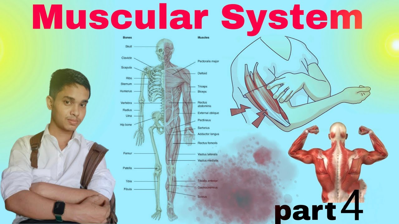 part 4 muscular System for nursing students By @amanaditya8513 - YouTube