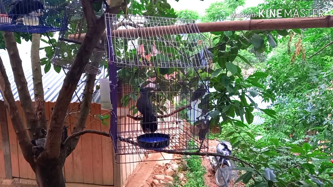 Sab fwj quaj zoo leej twg yuav tau rau kuv - YouTube