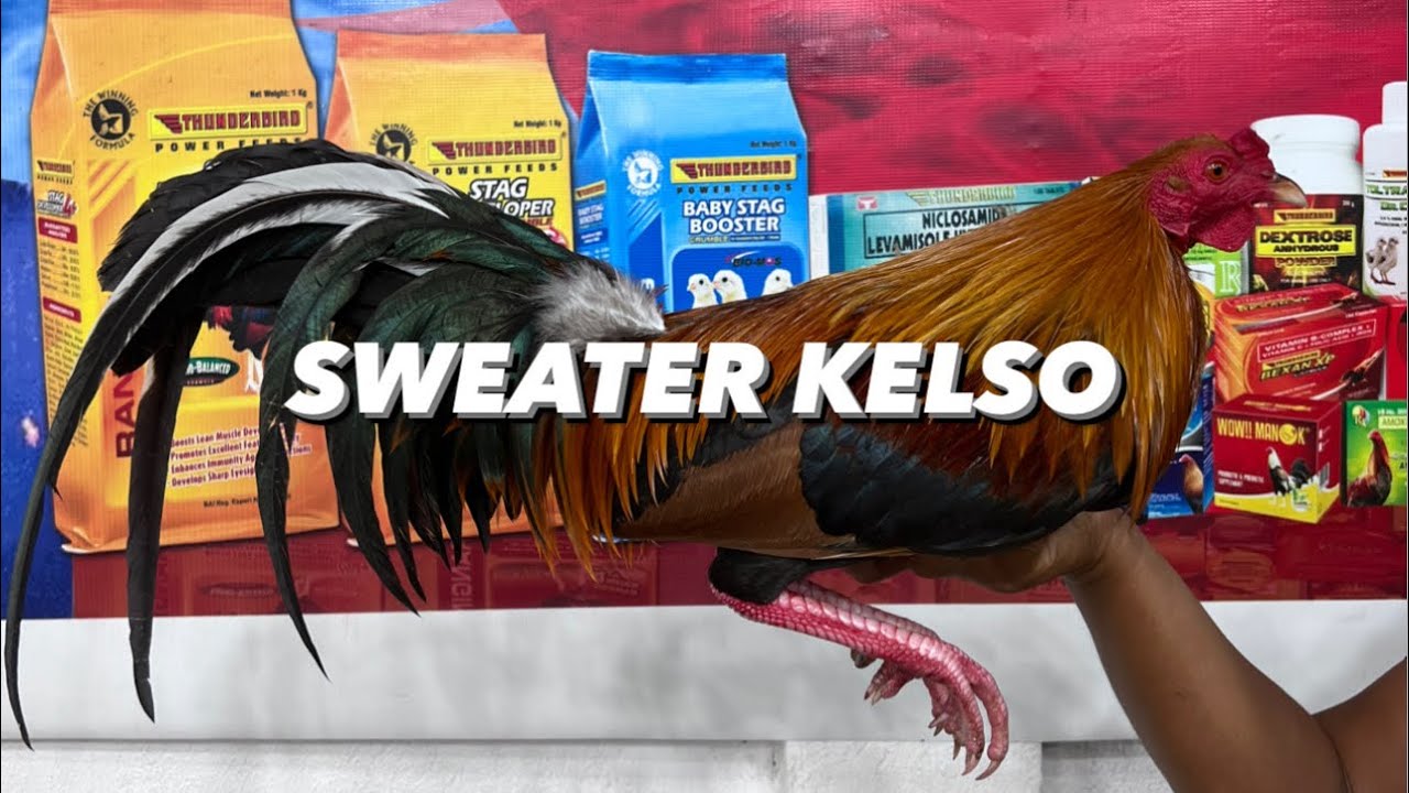SWEATER KELSO | ORONCE BROTHERS - YouTube