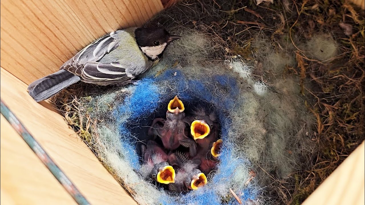 Watching Birds Grow in My Birdhouse - YouTube