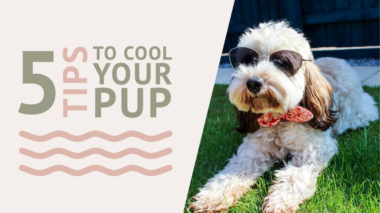 How Do You Keep A Puppy Cool In The Summer