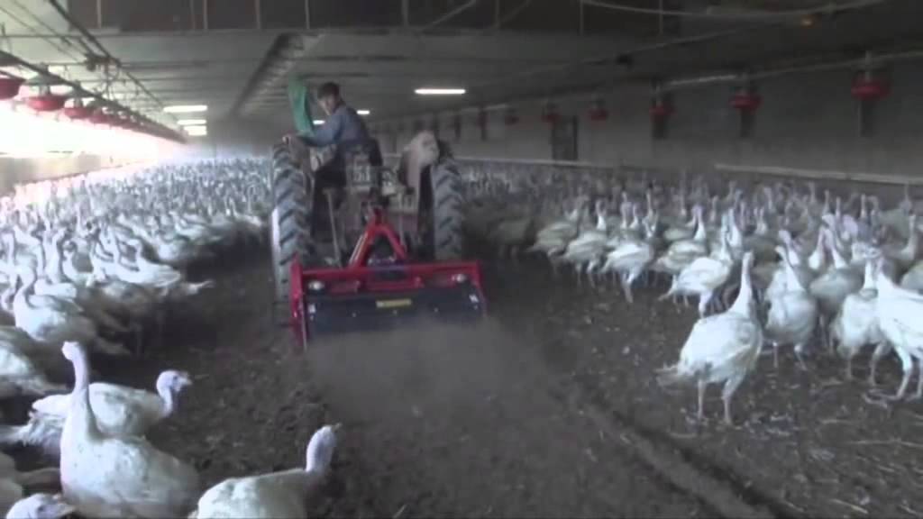 Litter Conditioner -Turkey litter - YouTube