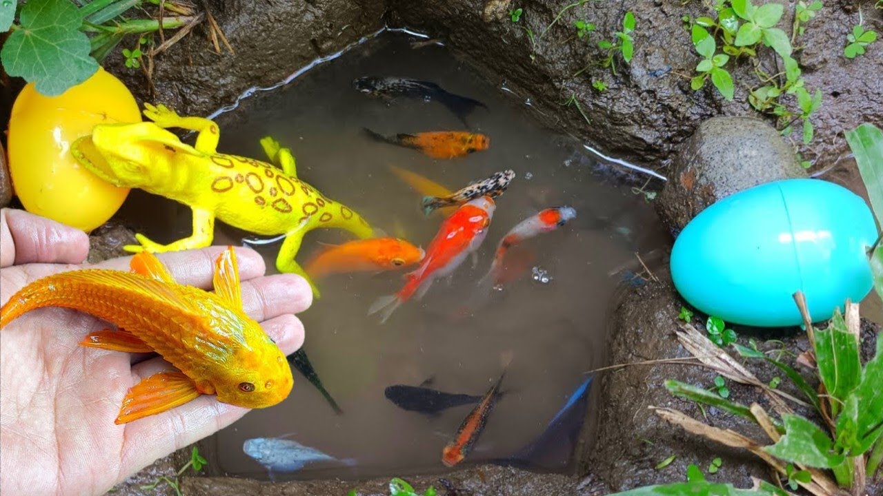 Mencari Ikan Molly Balon, Koki, Koi, Ikan Mas, Ikan Hias, Ikan Cupang ...