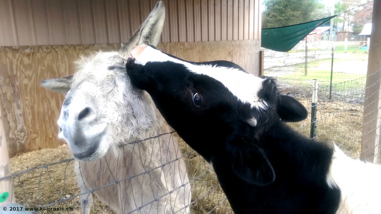 Grandma donkey gets lots of love from baby cow. - YouTube