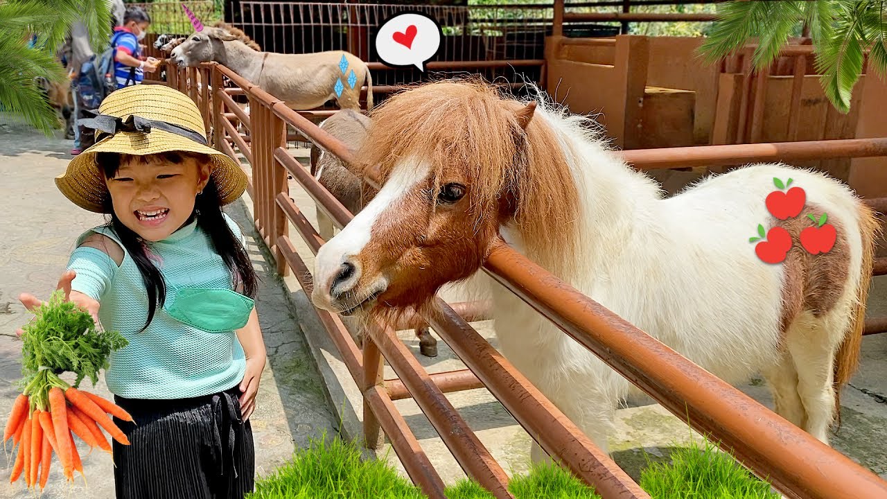 Kasih Makan Kuda Poni Lucu, Keledai, Kambing Kecil dan Naik Kuda Poni ...