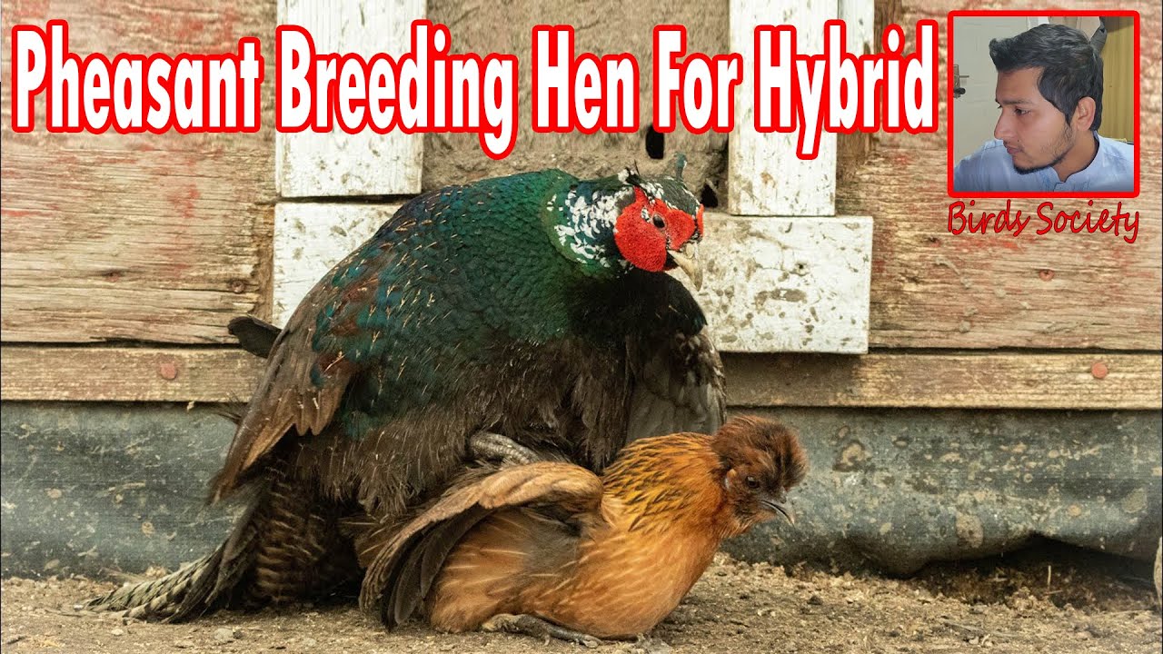 Pheasant male and Female Chicken Crossing - YouTube