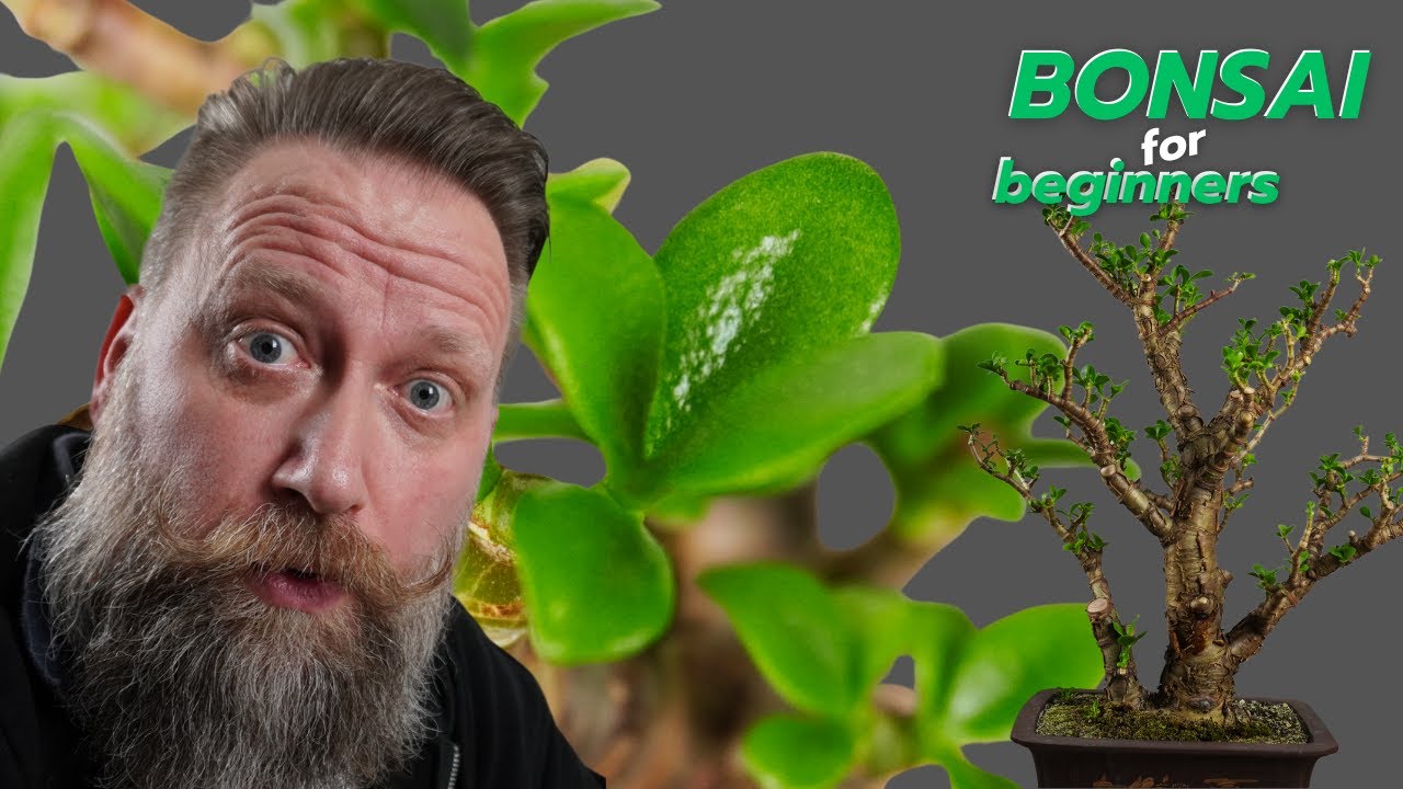 Crasula Ovata | Pfennigbaum |komplette Entwicklung zum Bonsai | pflegen ...