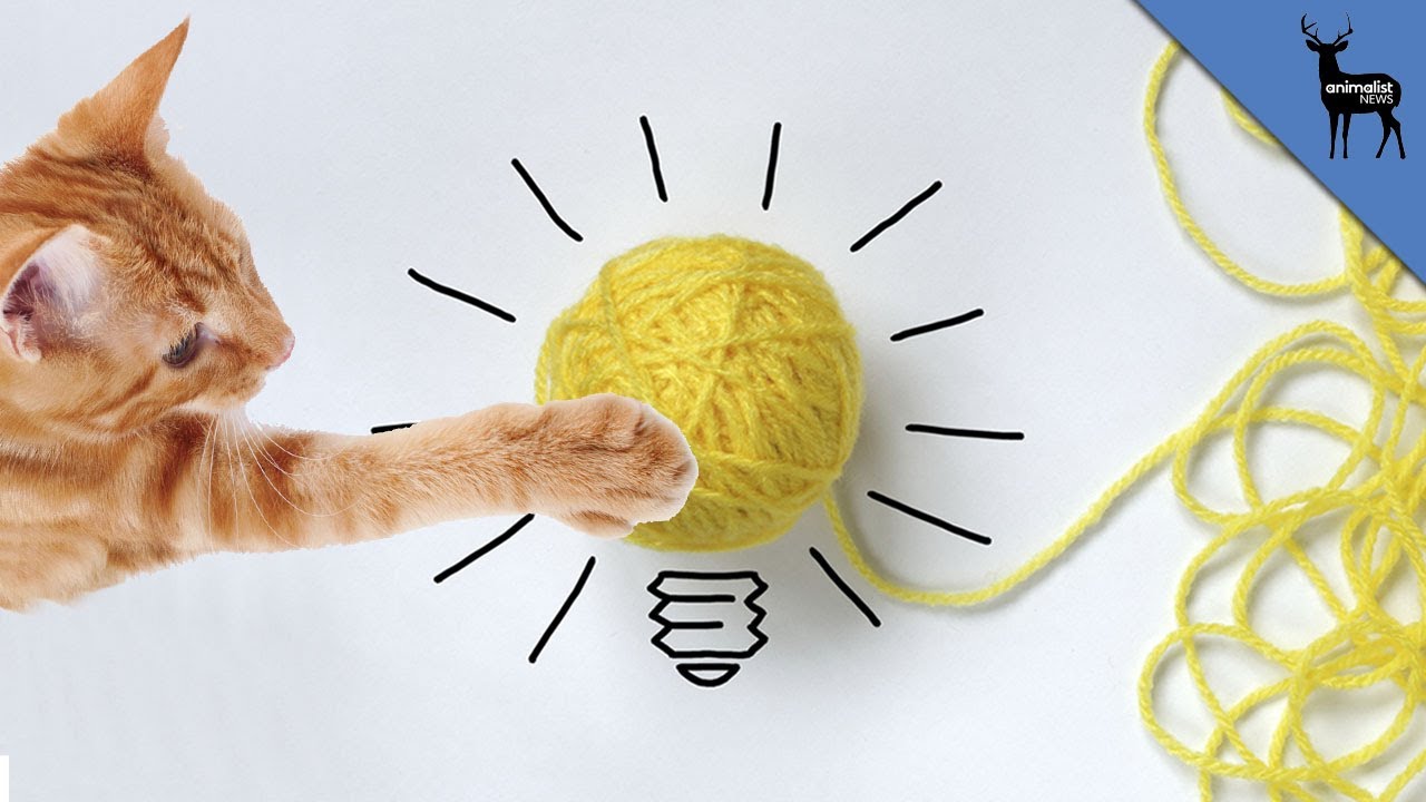 The Craziest New Inventions For Cats - YouTube