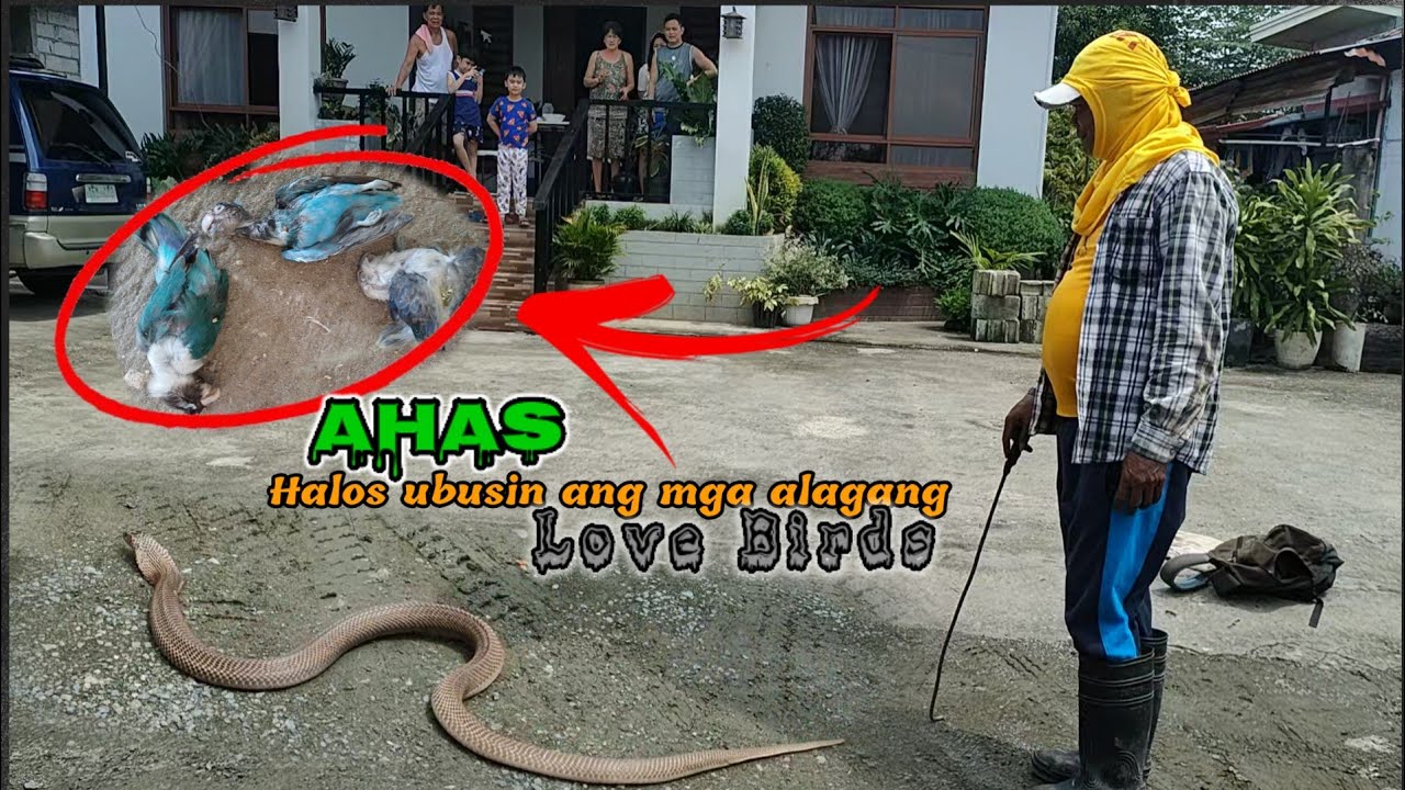 Ahas halos ubusin ang mga alagang Lovebirds | cobra na corner ni zuma ...