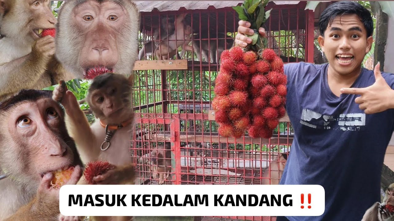 PESTA BUAH RAMBUTAN UNTUK SELURUH PENGHUNI KANDANG PRIMATA BEKASI ‼ ...