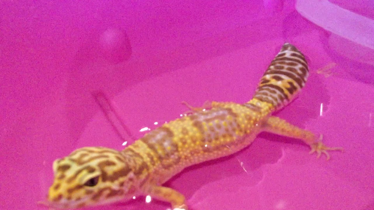 How to bath your lizard! - YouTube
