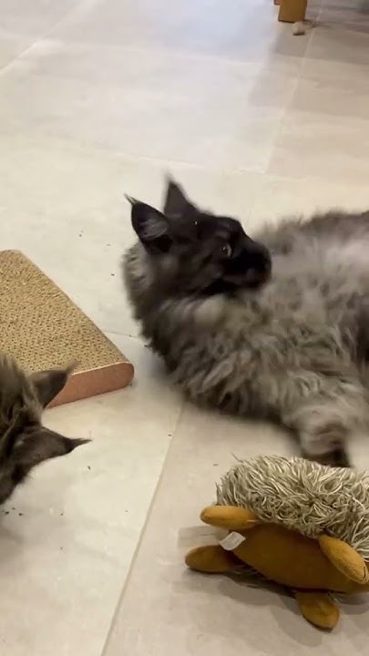 Enjoying catnip 🤣#catshorts #cats - YouTube