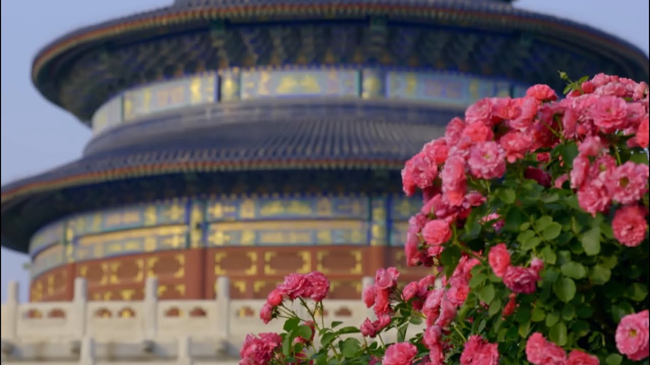 Unveiling the Floral Sorcery of Temple of Heaven's Rose Garden - YouTube